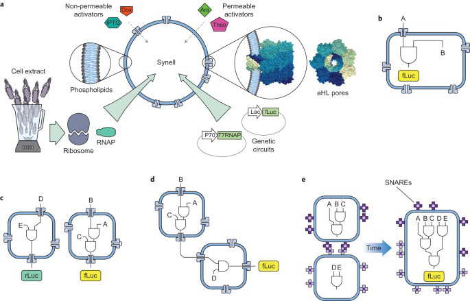 Engineering Genetic Circuits: Abstraction Methods | GenAI Works