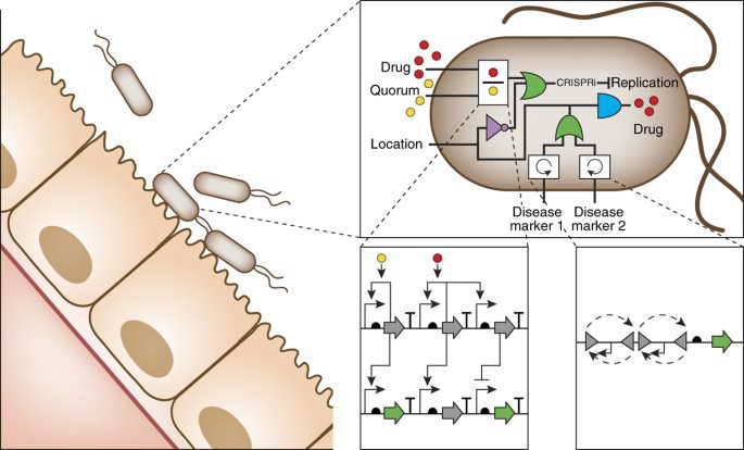 Engineering Genetic Circuits: Design | GenAI Works
